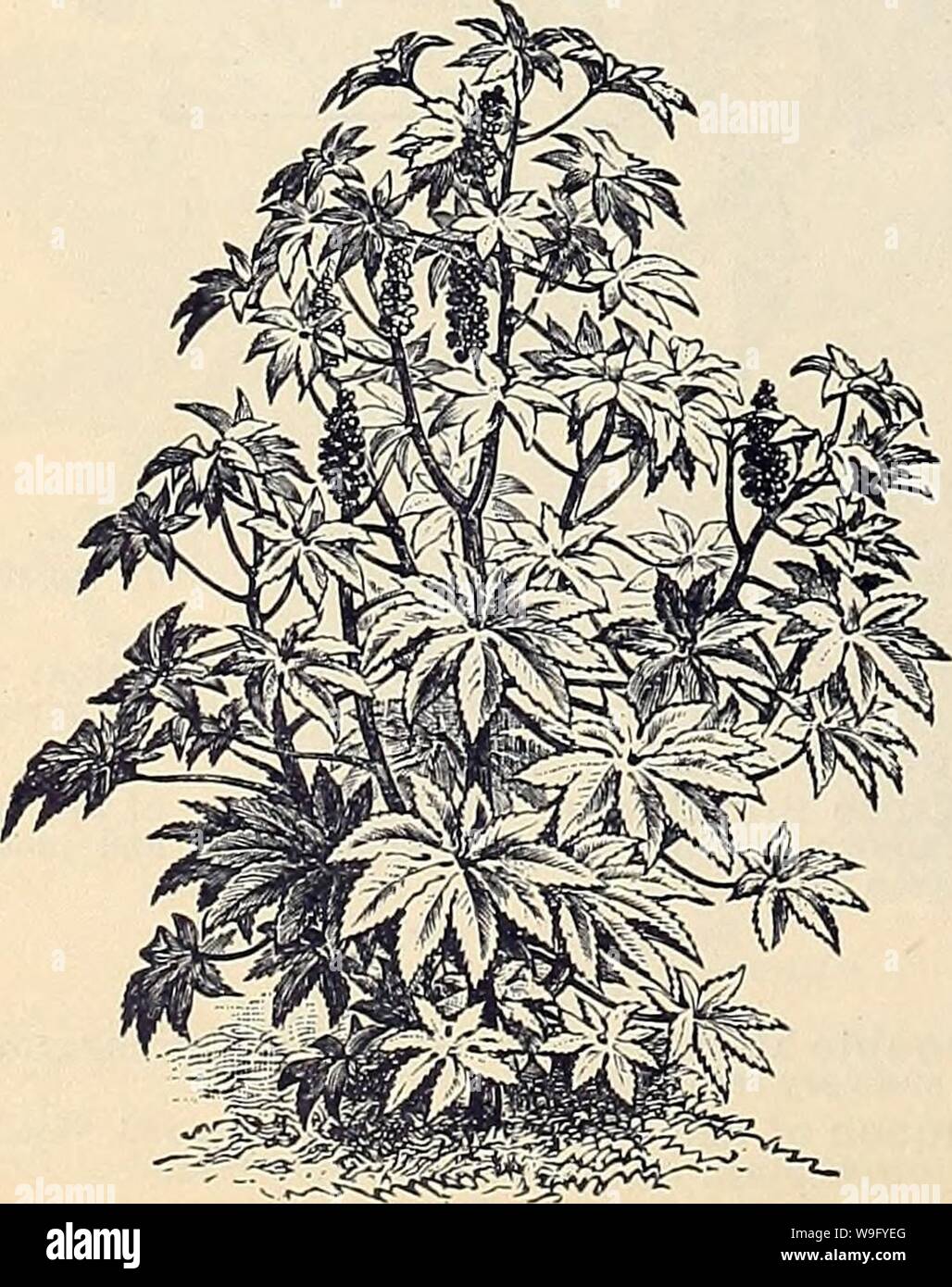 Lanceolate leaves hi-res stock photography and images - Alamy