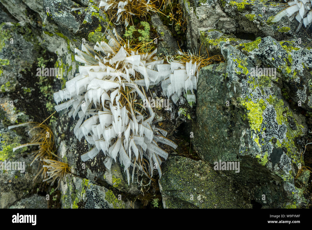 Icy flower hi-res stock photography and images - Alamy