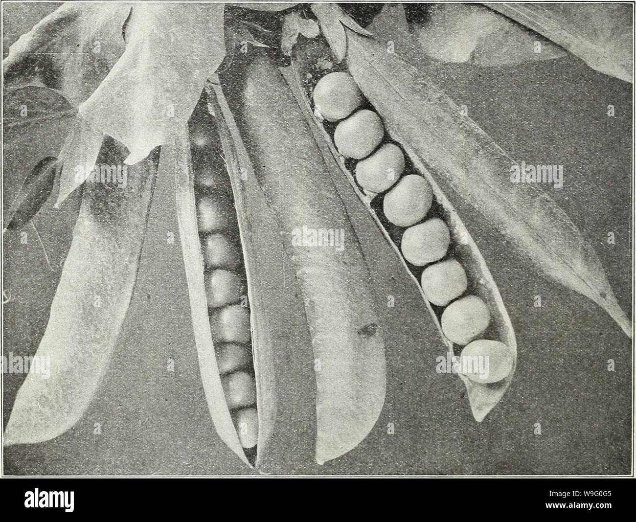 Best pea variety hi-res stock photography and images - Alamy