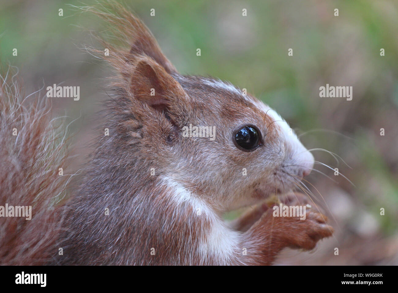 Rodent spain spanish wildlife hi-res stock photography and images - Alamy