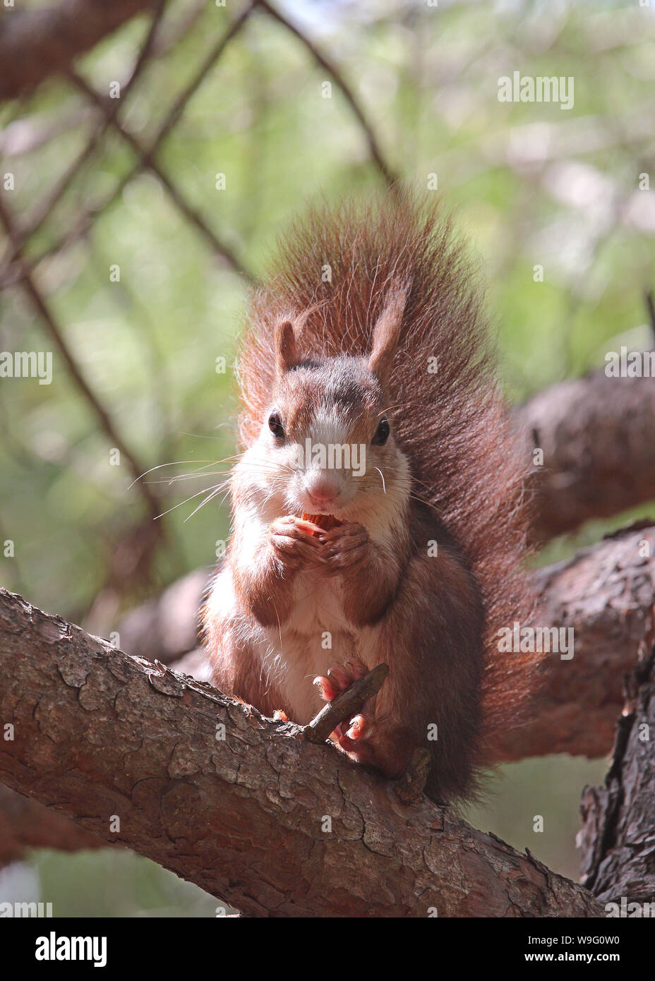 Spanish Red Squirrel (sciurus vulgaris) perched high in a pine tree ...