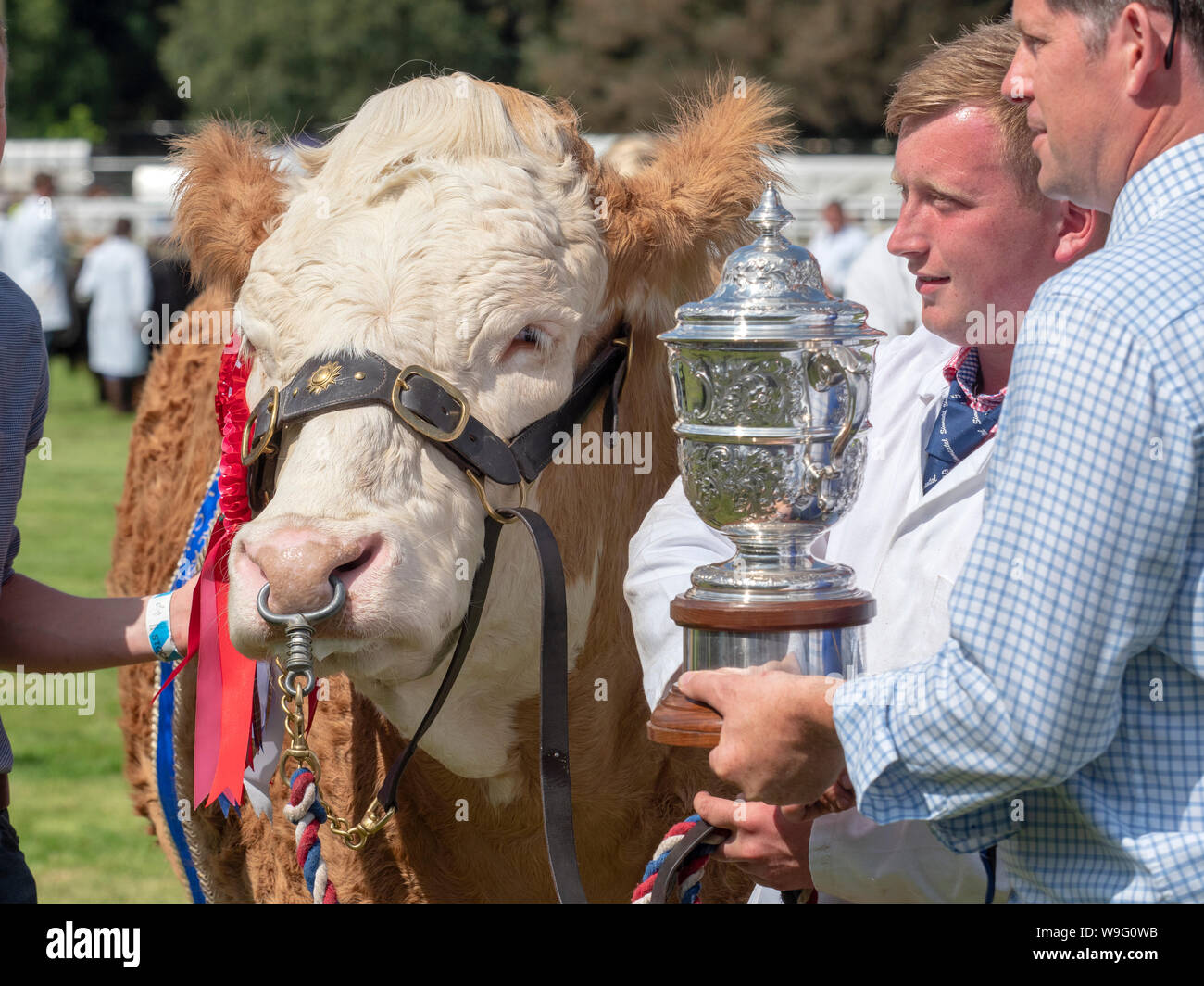 Turriff, Scotland - 5th Aug 2019: A Simmental heifer, winner of the ...