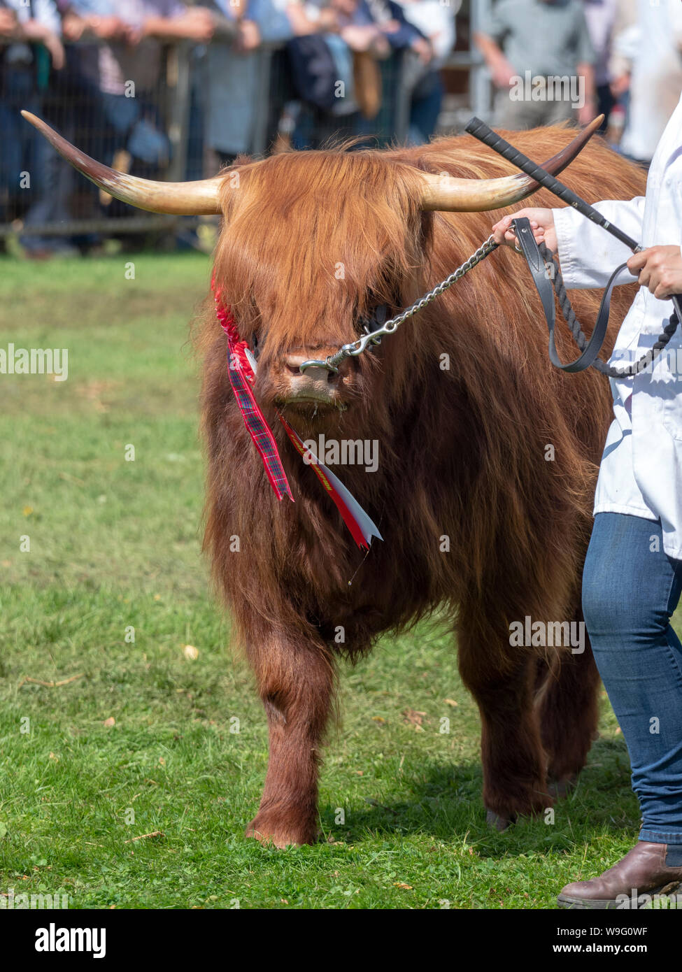 Champion cow hi-res stock photography and images - Alamy