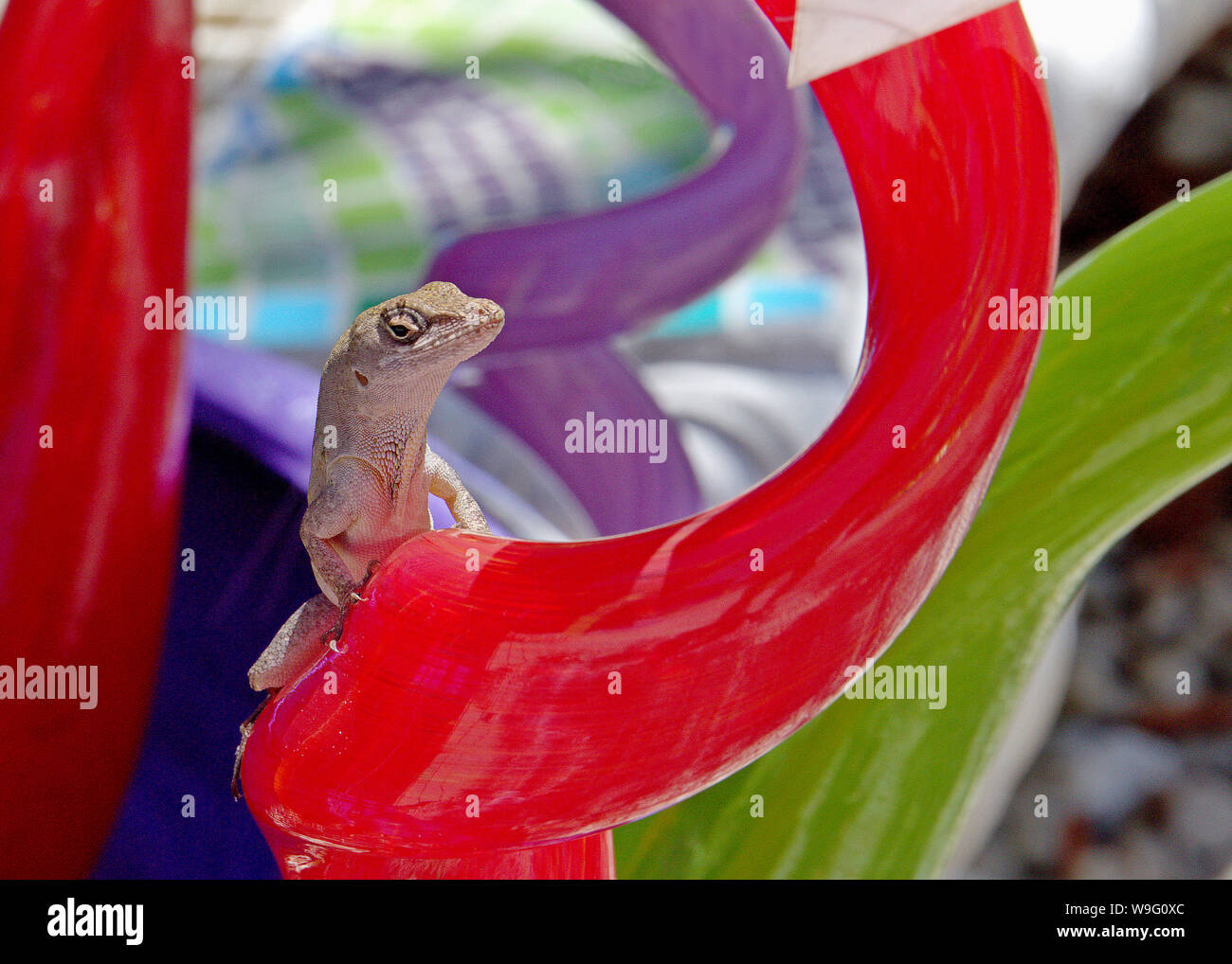 A Brown Anole lizard posing on some decorative glass. Lizard also known ...