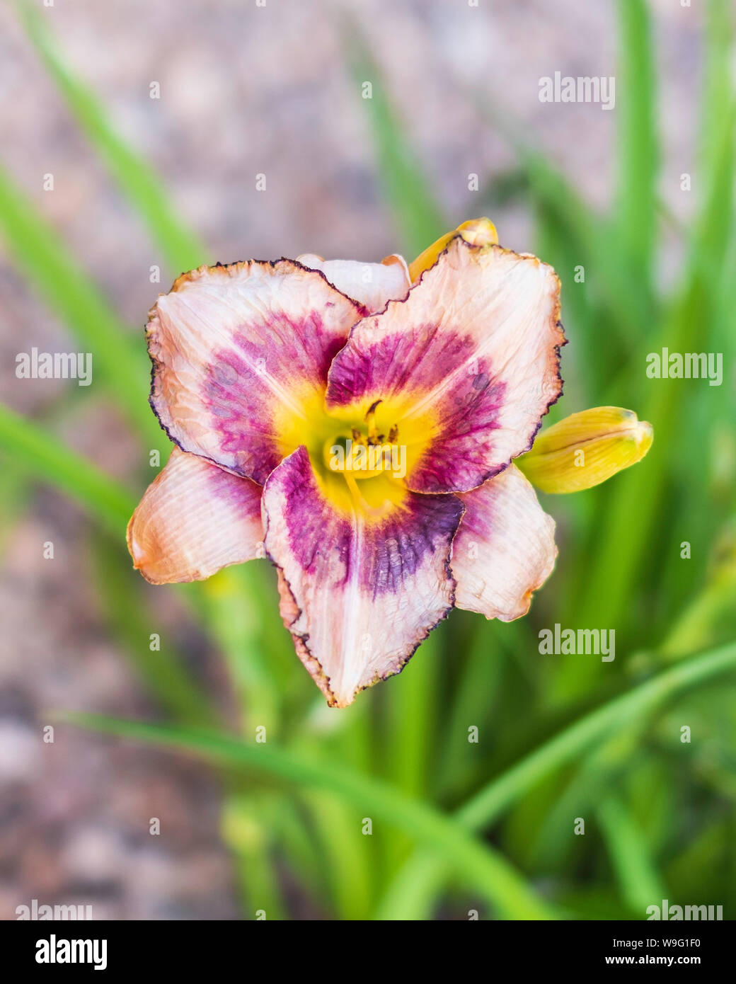 Lily buds hi-res stock photography and images - Alamy