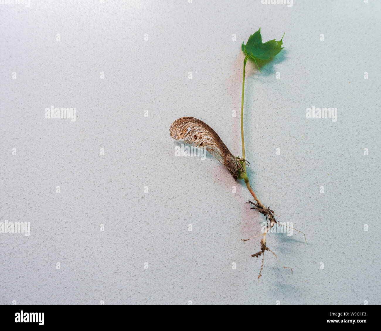 Silver maple sapling hi-res stock photography and images - Alamy