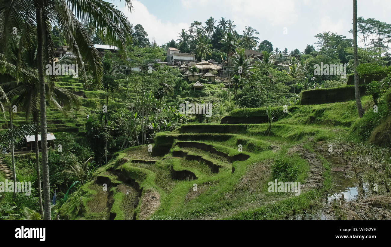 houses and terraces at tegallang rice terraces, bali Stock Photo - Alamy