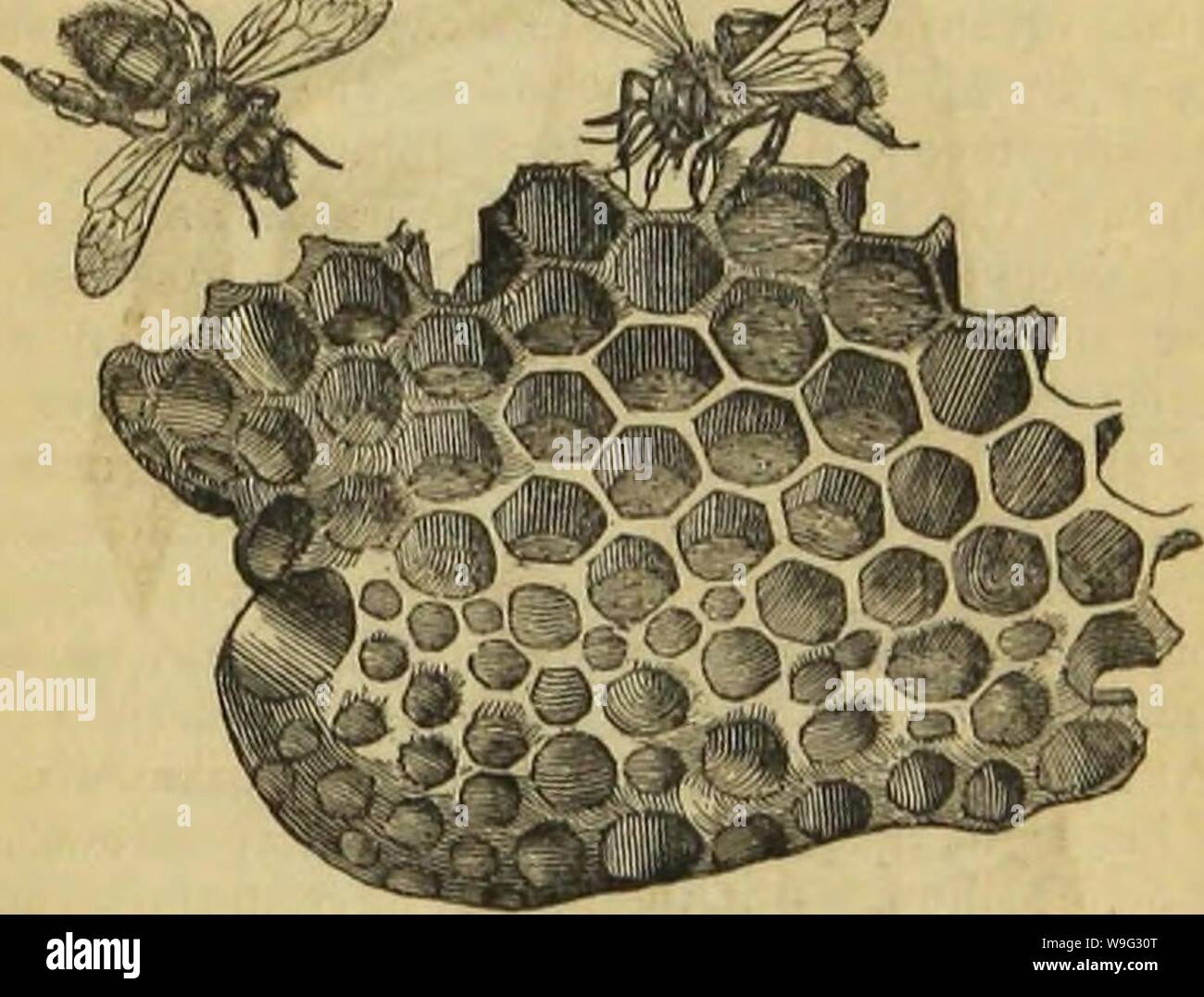 Archive image from page 98 of Insect architecture (1846 Stock Photo - Alamy