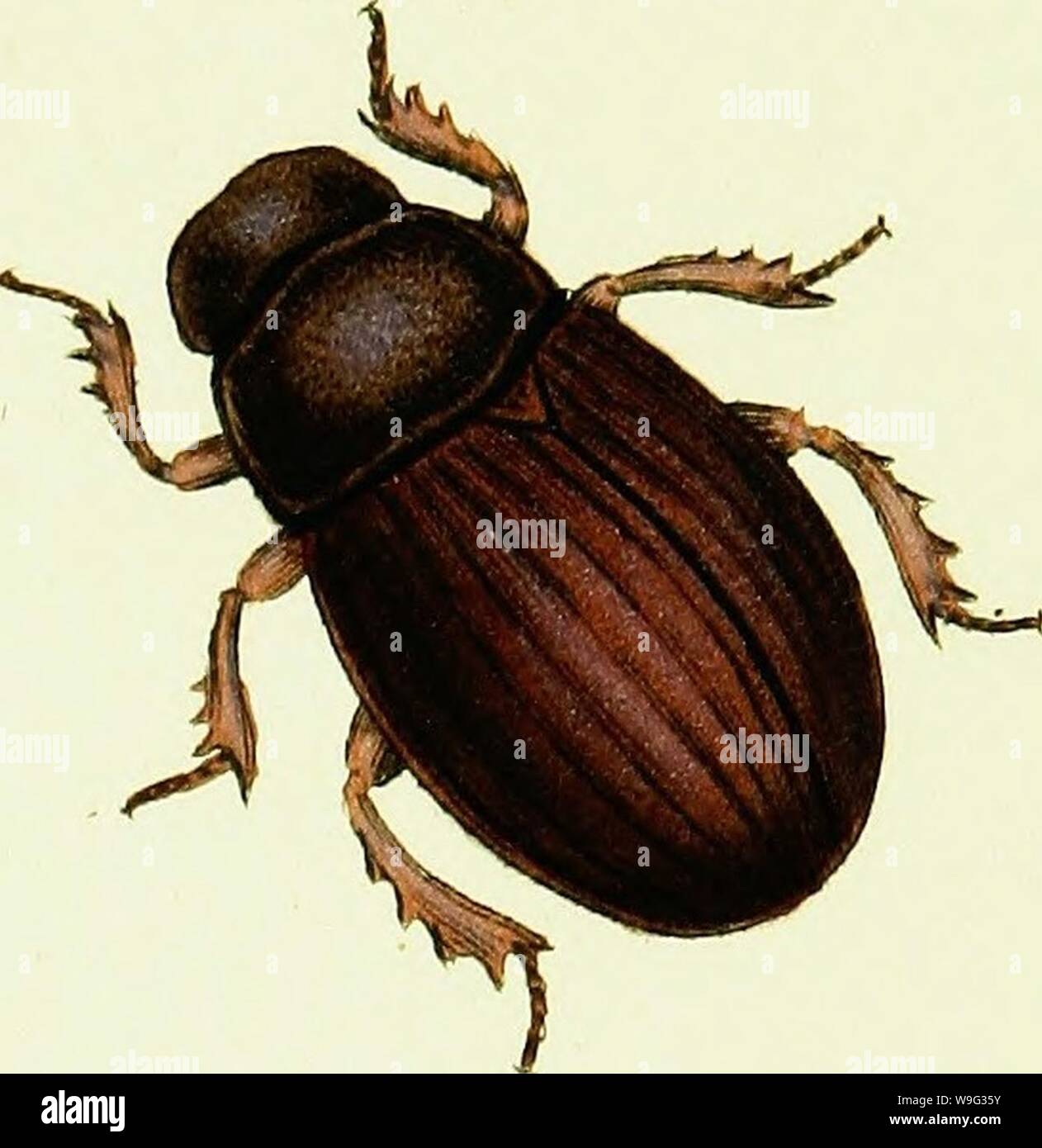 Archive image from page 99 of The natural history of British. The ...