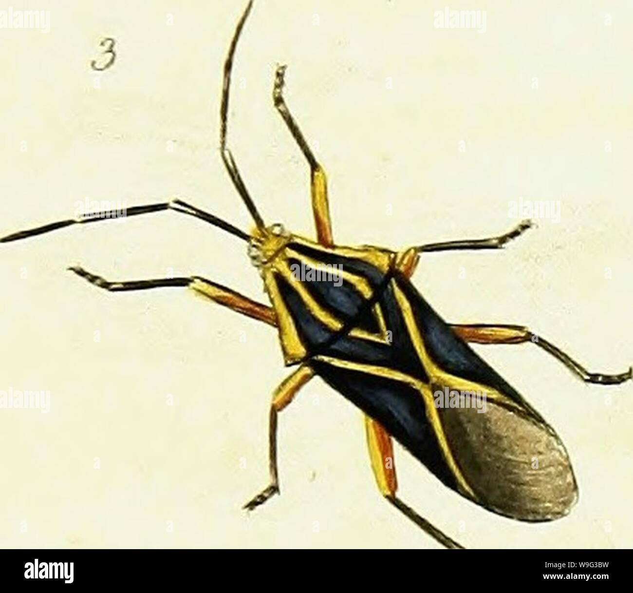 Archive image from page 100 of Natural history of the insects. Natural ...