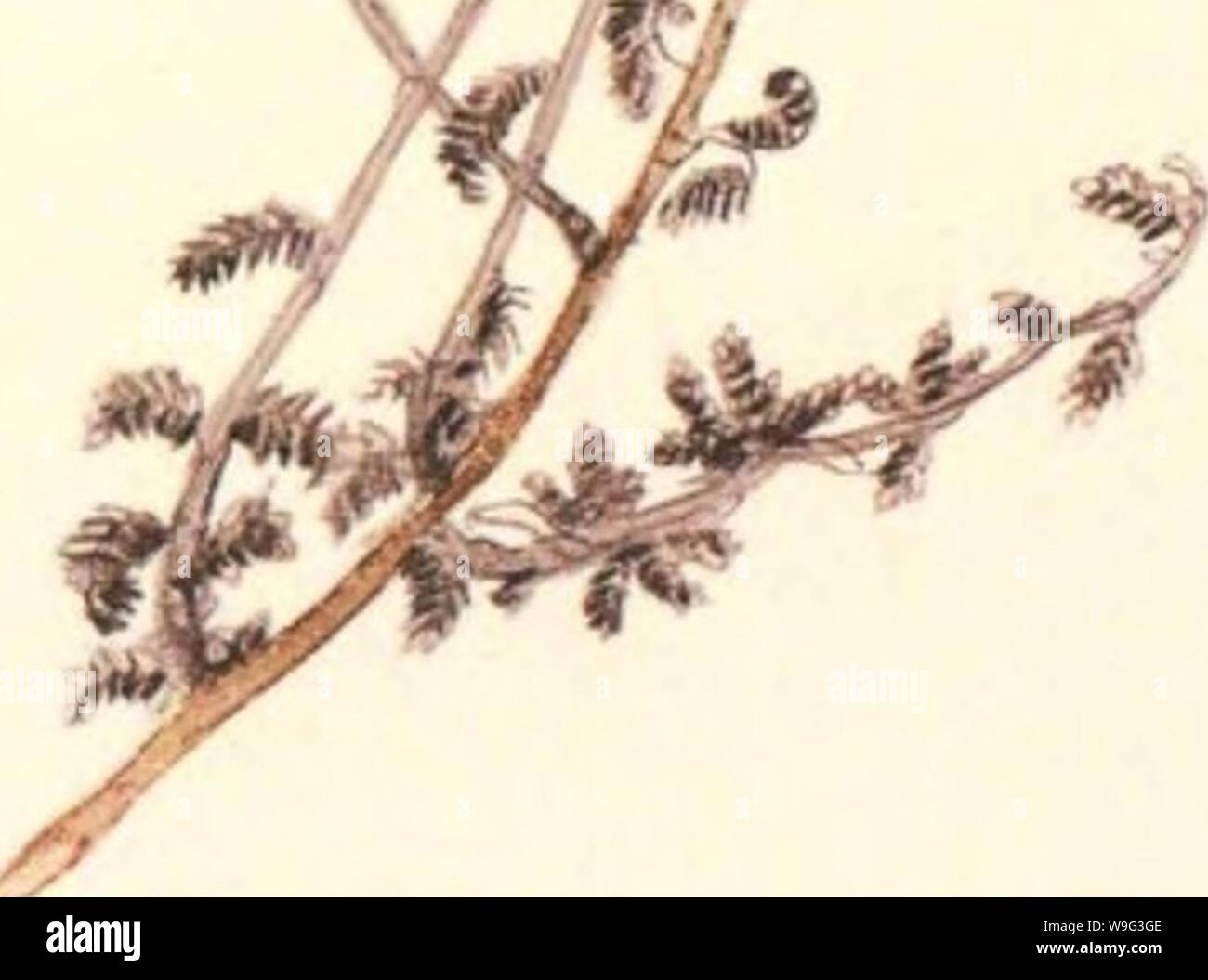 Eupithecien hi-res stock photography and images - Alamy