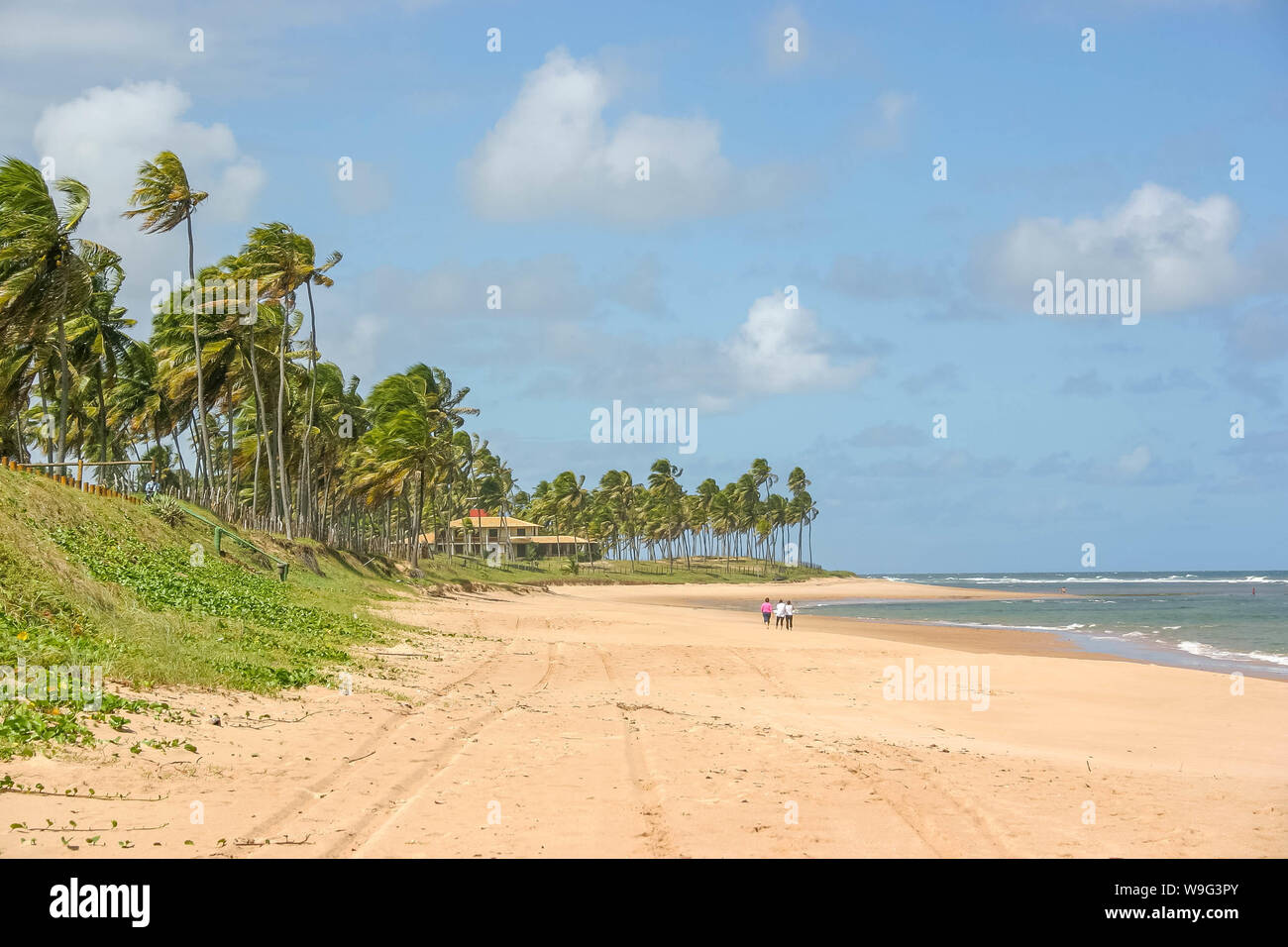 Brazilian tropical beach, at Bahia, with white sand, coconut trees and ...