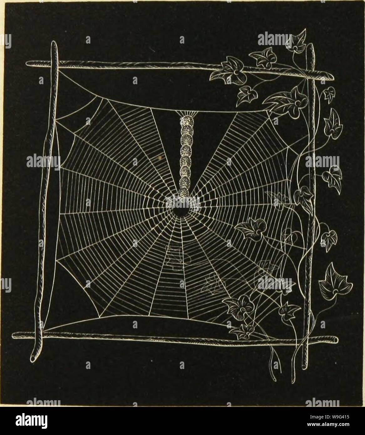 Archive image from page 105 of American spiders and their spinning ...