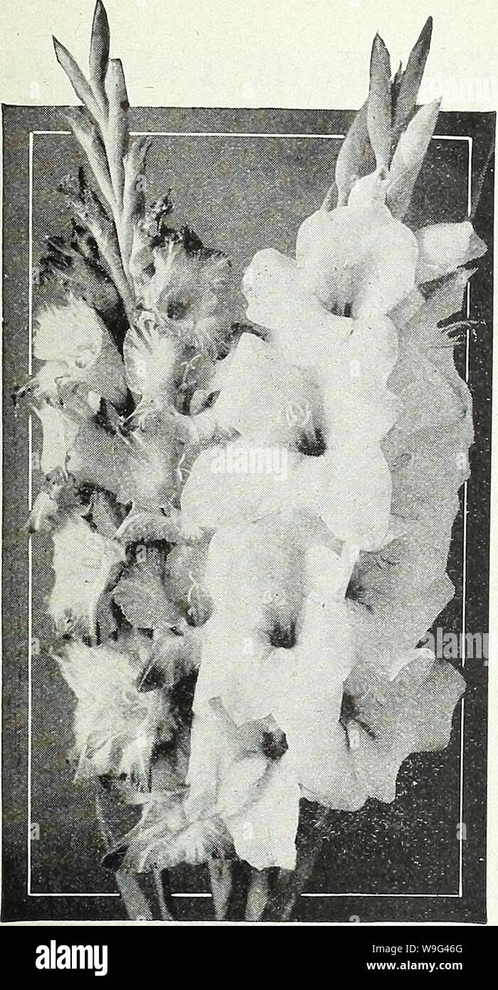 Gladiolus coloring page hi-res stock photography and images - Alamy