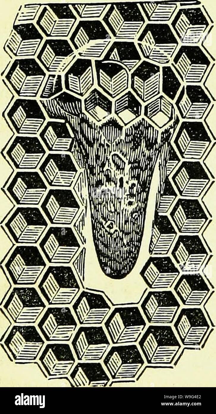 Archive image from page 107 of The new bee-keepers' text-book (1878 ...