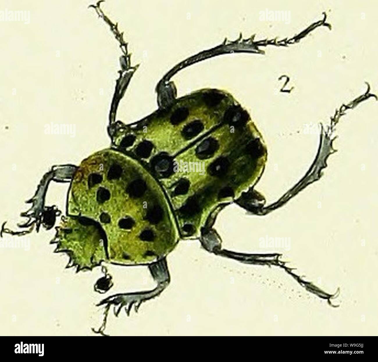 Archive image from page 116 of Natural history of the insects. Natural ...