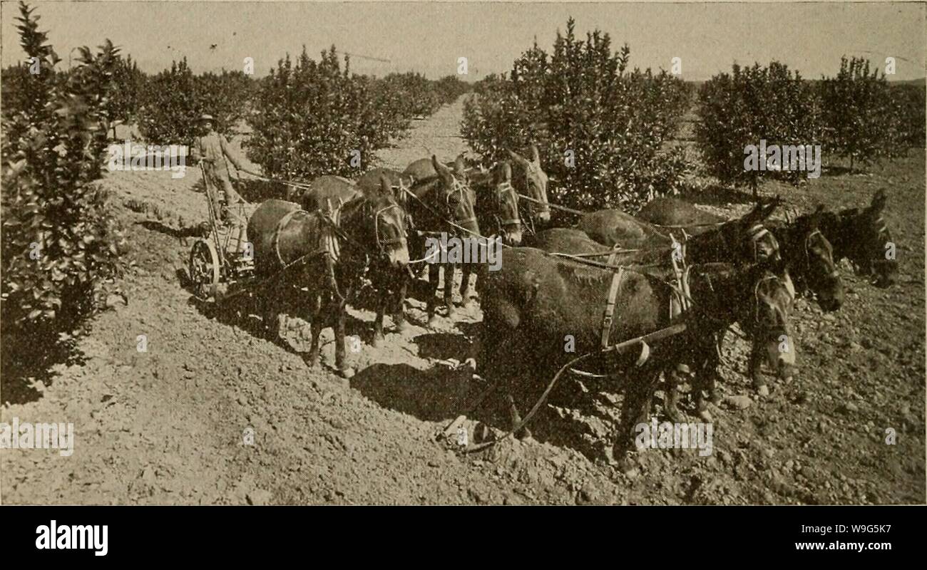 Whiffletree hi-res stock photography and images - Alamy