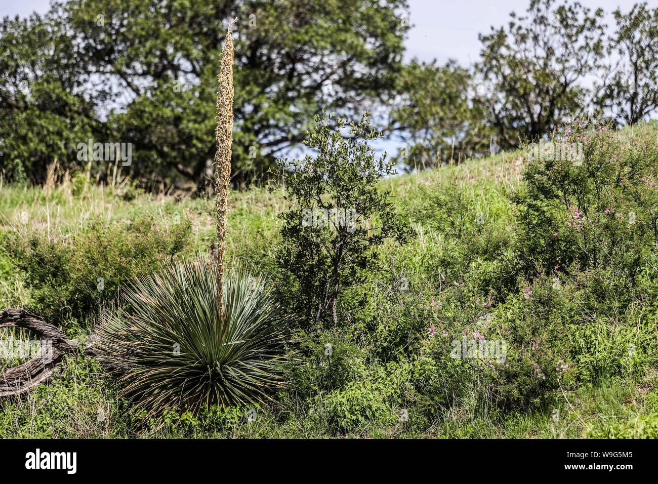 Maguey espadin agave angustifolia hi-res stock photography and images ...