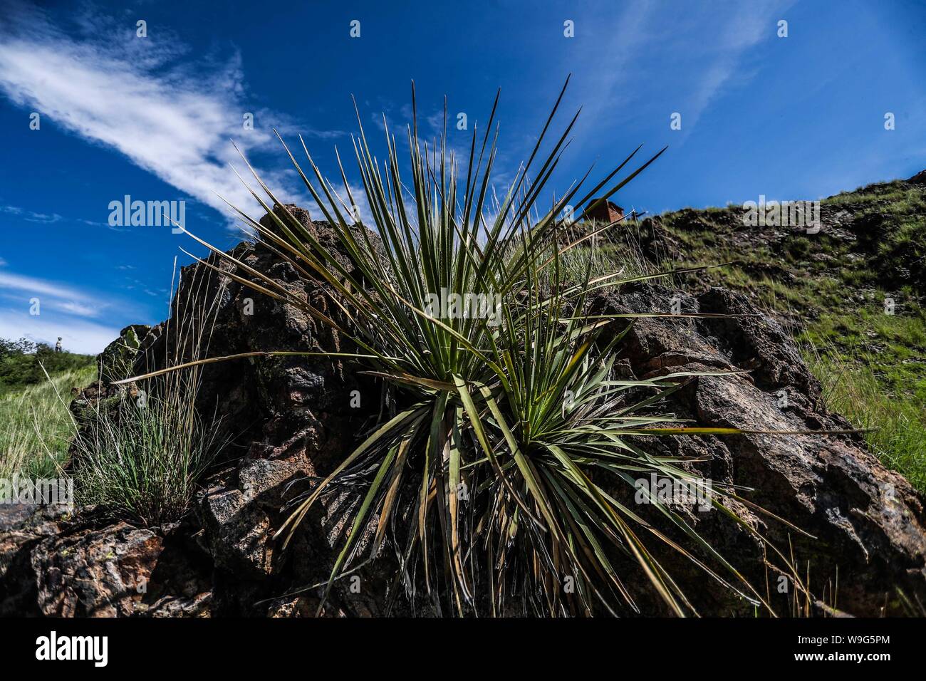 Maguey espadin agave angustifolia hi-res stock photography and images ...