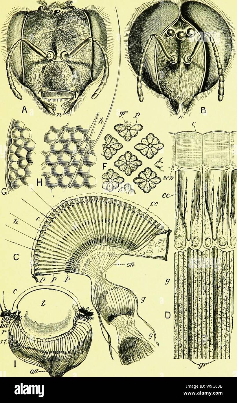 Vertex (anatomy) hi-res stock photography and images - Alamy