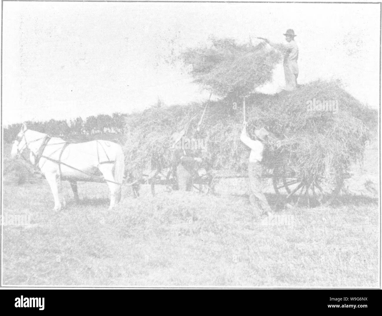 Drawing of alfalfa Black and White Stock Photos & Images - Alamy