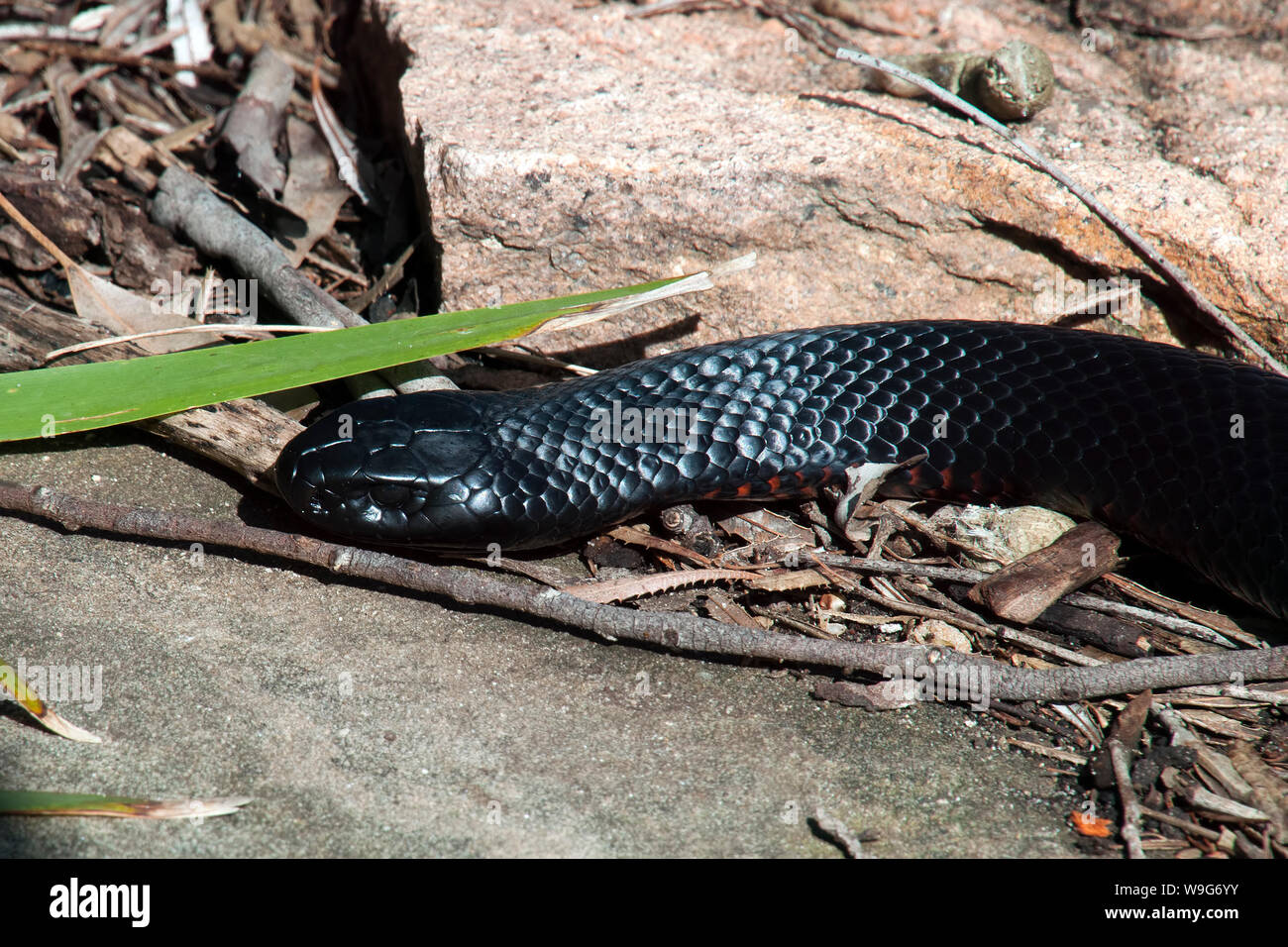Sydney Australia, Australian red bellied black snake foraging in the ...