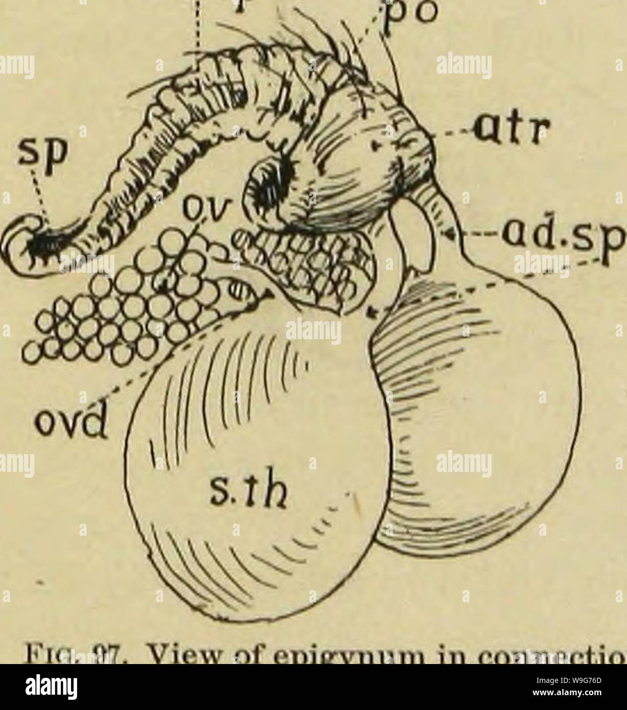 Male genital drawing hi-res stock photography and images - Alamy