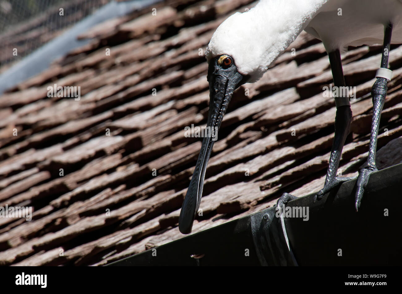 Sydney Australia, Royal Spoonbill looking down from perch on shingle ...