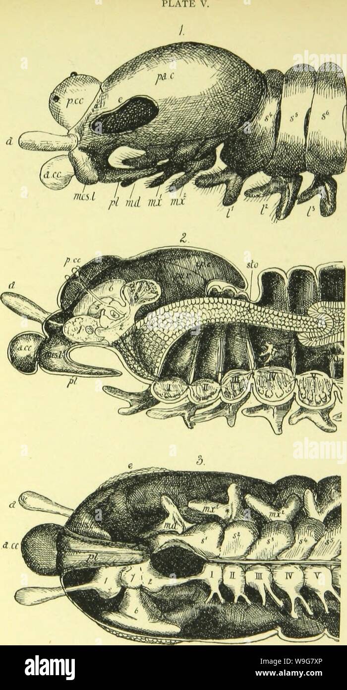 Cephalo hi-res stock photography and images - Alamy