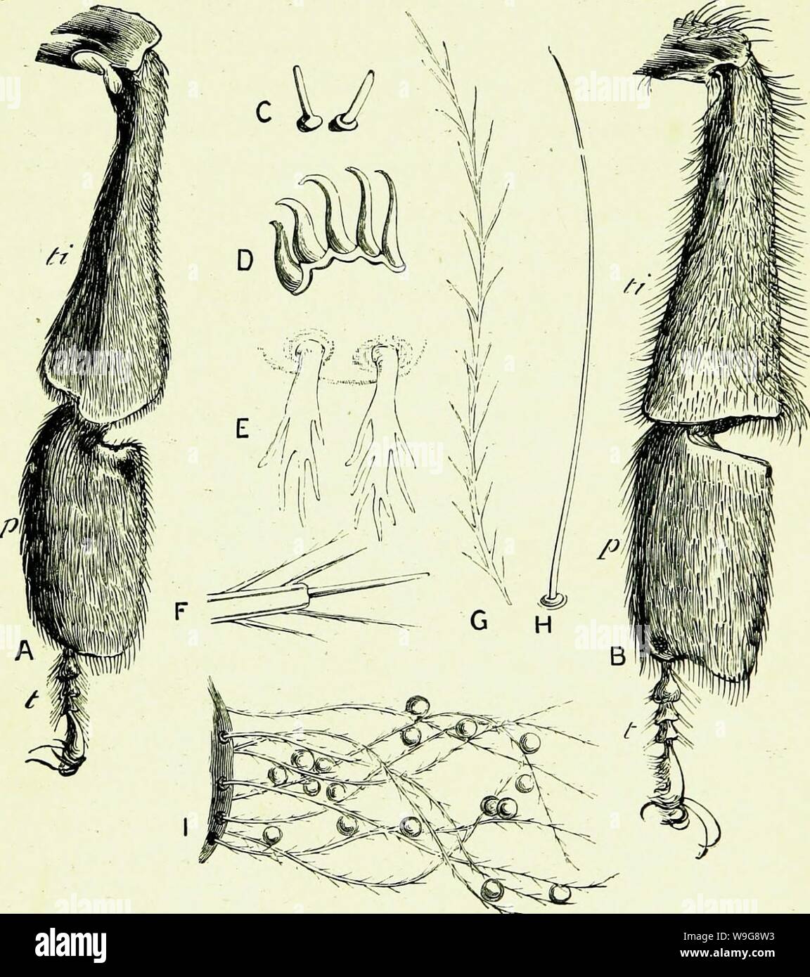Archive image from page 143 of Bees & bee-keeping; scientific and. Bees ...