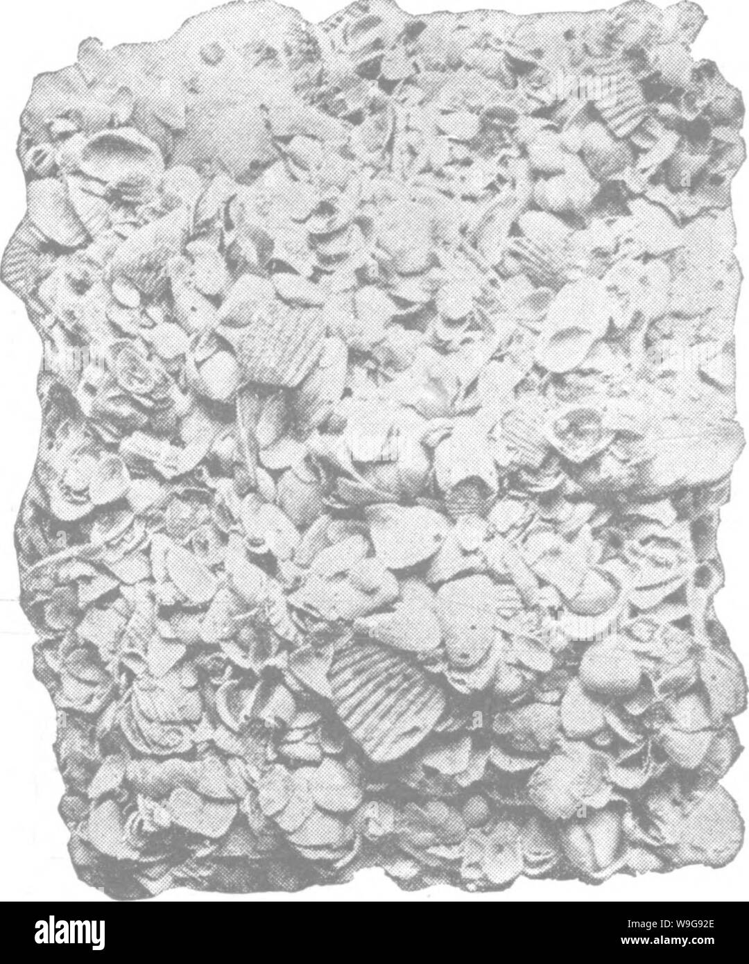 Archive image from page 145 of A treatise on rocks, rock-weathering ...