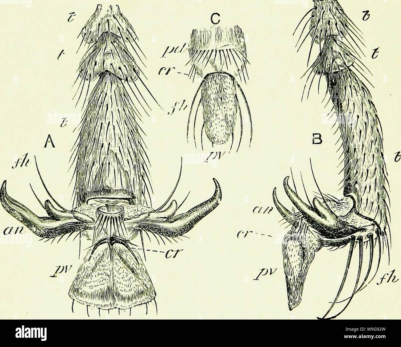 Archive image from page 145 of Bees & bee-keeping; scientific and. Bees ...