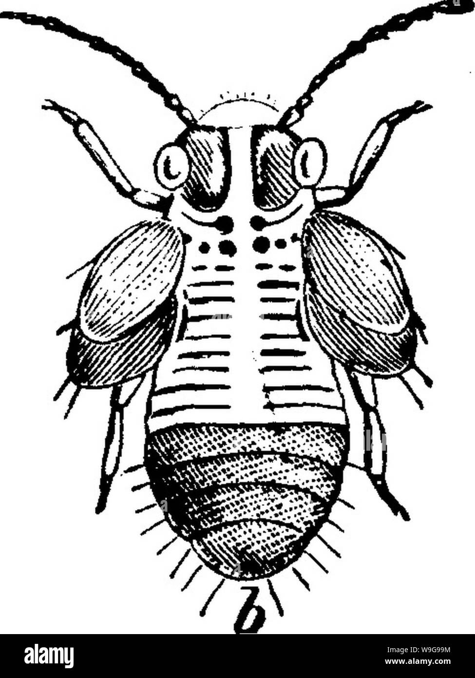 Archive image from page 147 of Insects injurious to fruits Illustrated ...