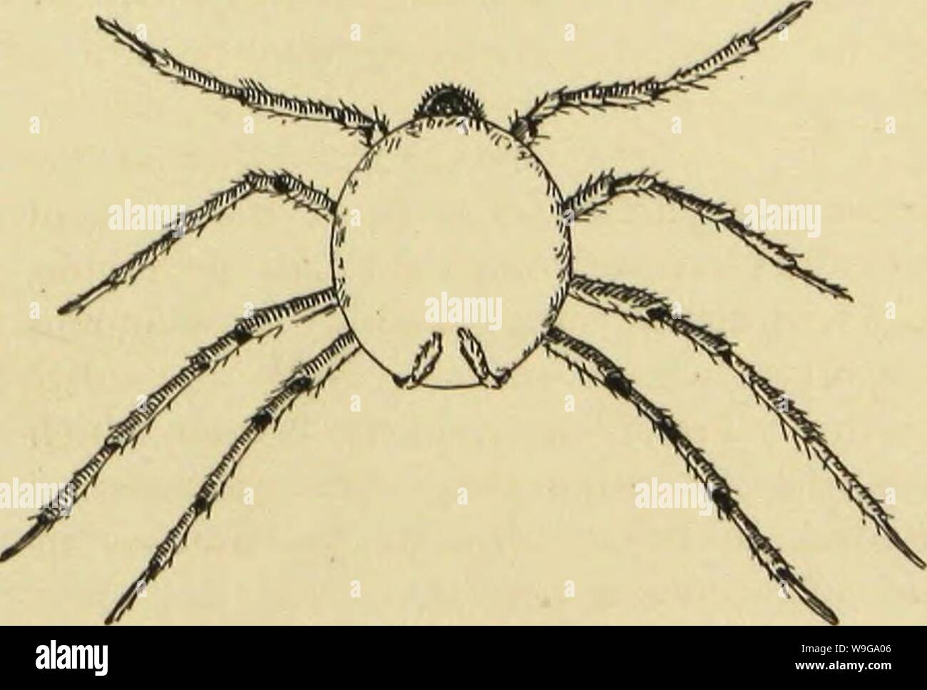 Huntsman spider drawing hi-res stock photography and images - Alamy