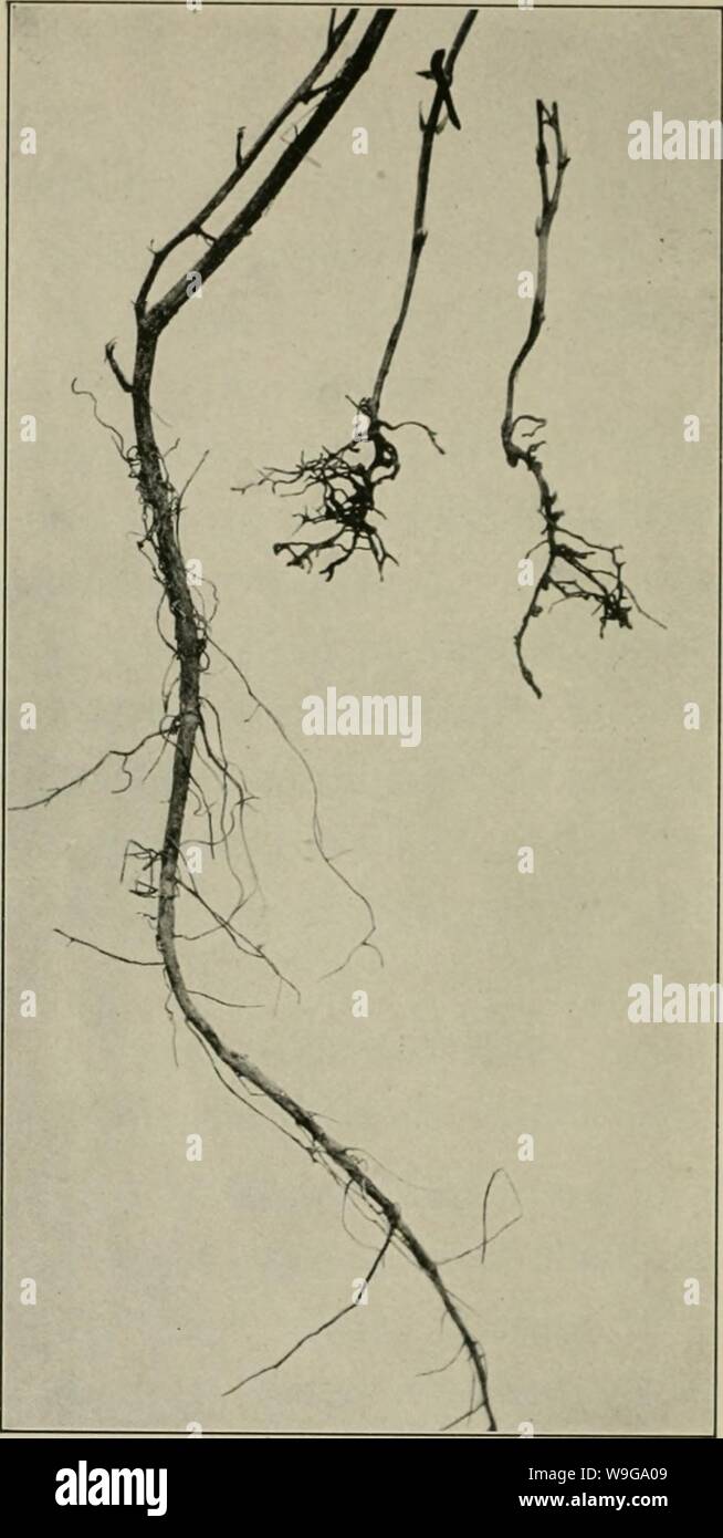 Archive image from page 155 of The culture and diseases of. The culture ...