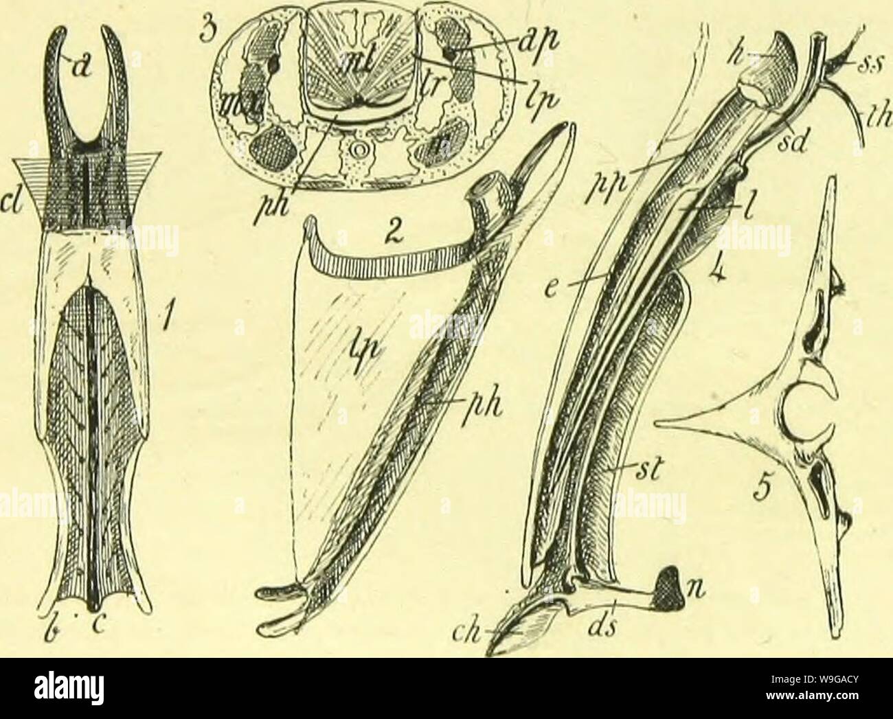 Archive image from page 161 of The anatomy, physiology, morphology and ...