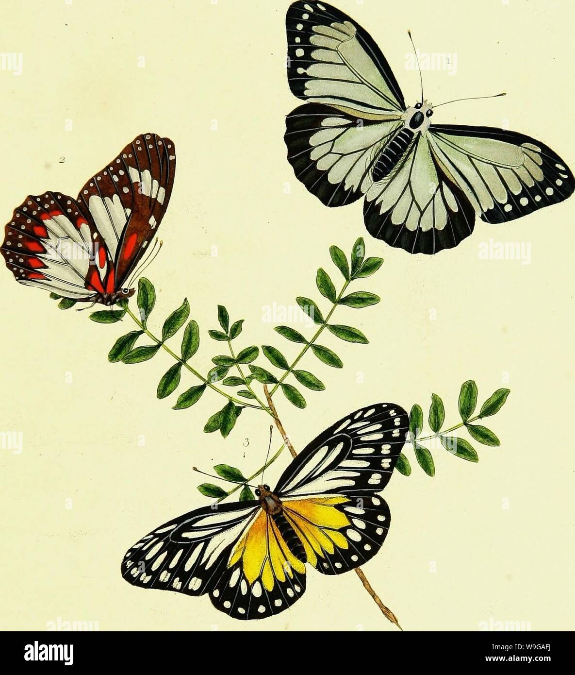 Archive image from page 162 of Natural history of the insects Stock ...