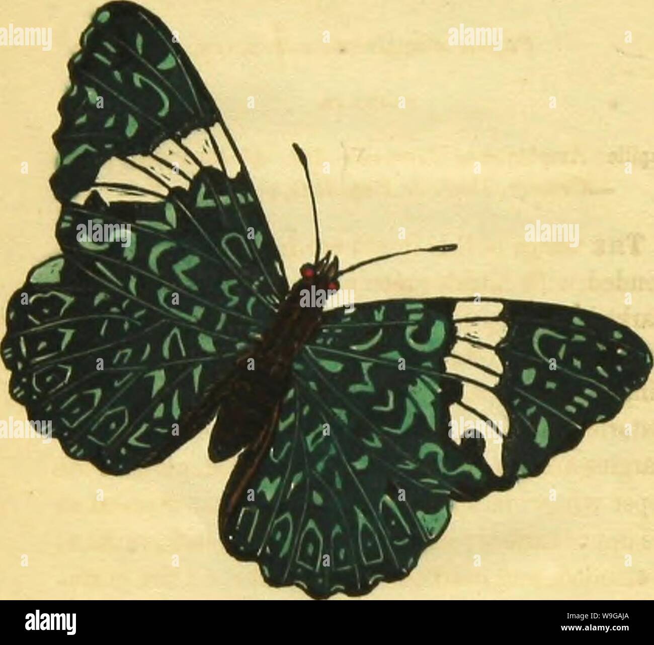 Papi illustration drawing hi-res stock photography and images - Alamy