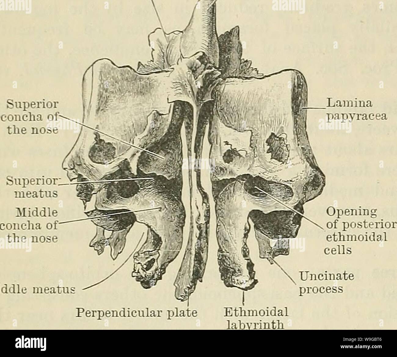 Ethmoid Bone Superior View