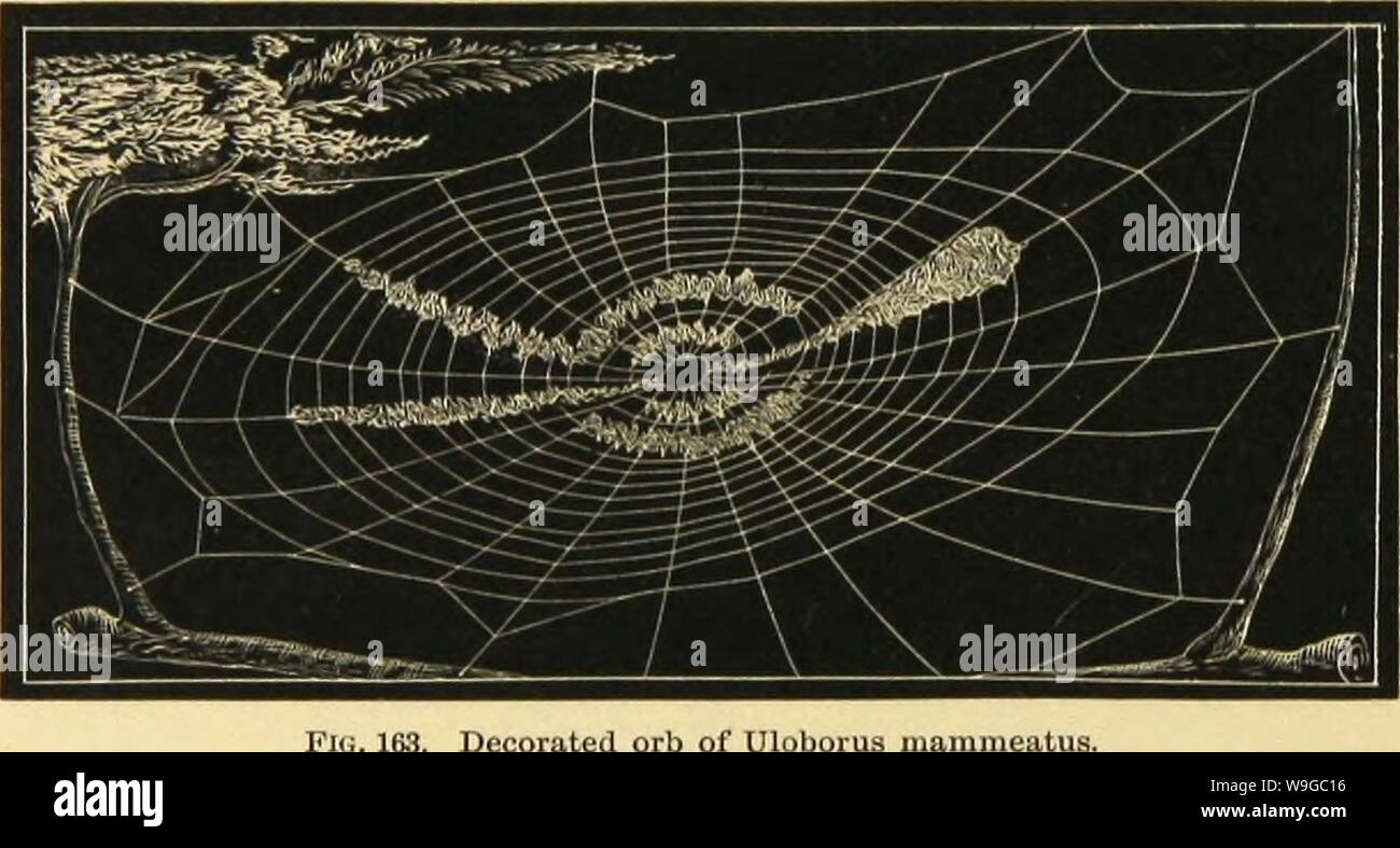 Spiders of texas hi-res stock photography and images - Alamy