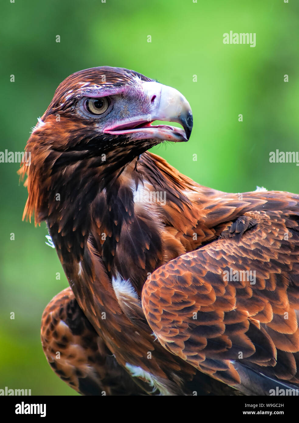 The wedge tailed eagle hi-res stock photography and images - Alamy