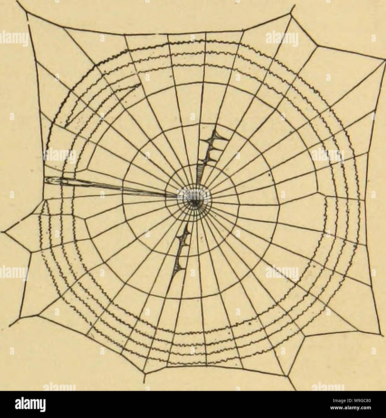 Archive image from page 178 of American spiders and their spinning ...