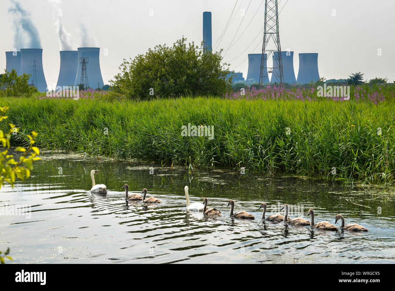 Signets signet swan swans hi-res stock photography and images - Alamy