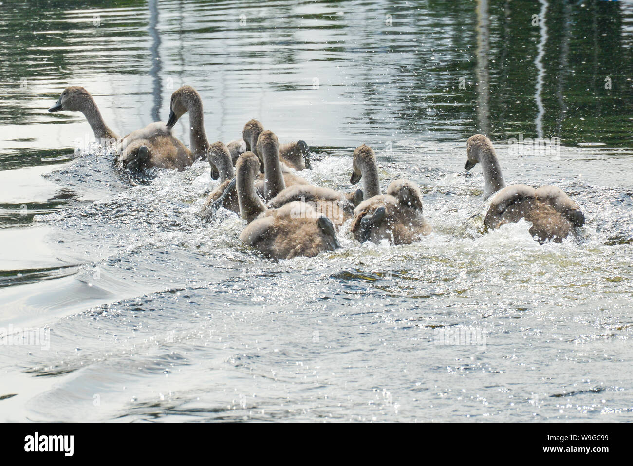 Eight signets hi-res stock photography and images - Alamy
