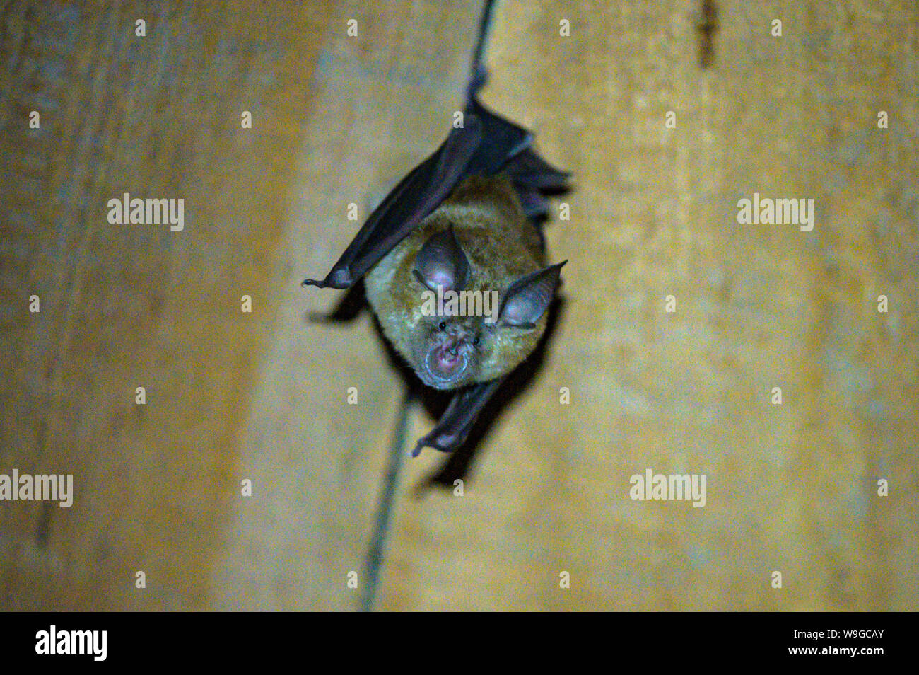 Bats On Ceiling High Resolution Stock Photography and Images - Alamy