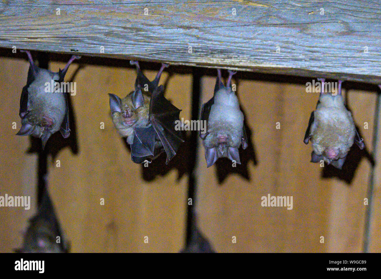 Bats in barn hi-res stock photography and images - Alamy