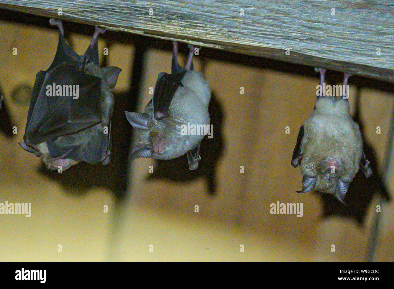 Hohenburg, Germany. 30th July, 2019. Horseshoe-nosed bats hang from the ...
