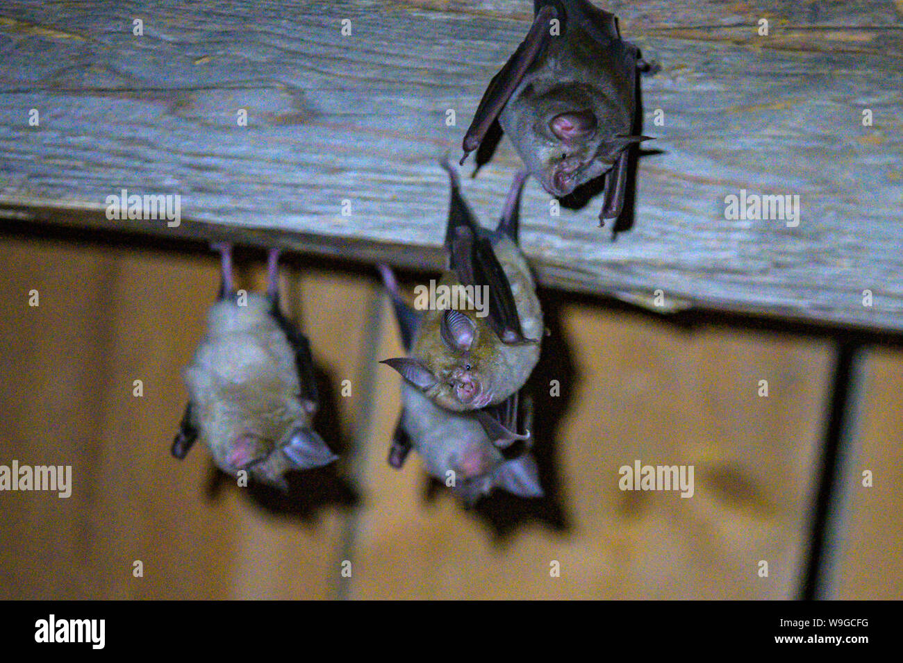 Bats in barn hi-res stock photography and images - Alamy