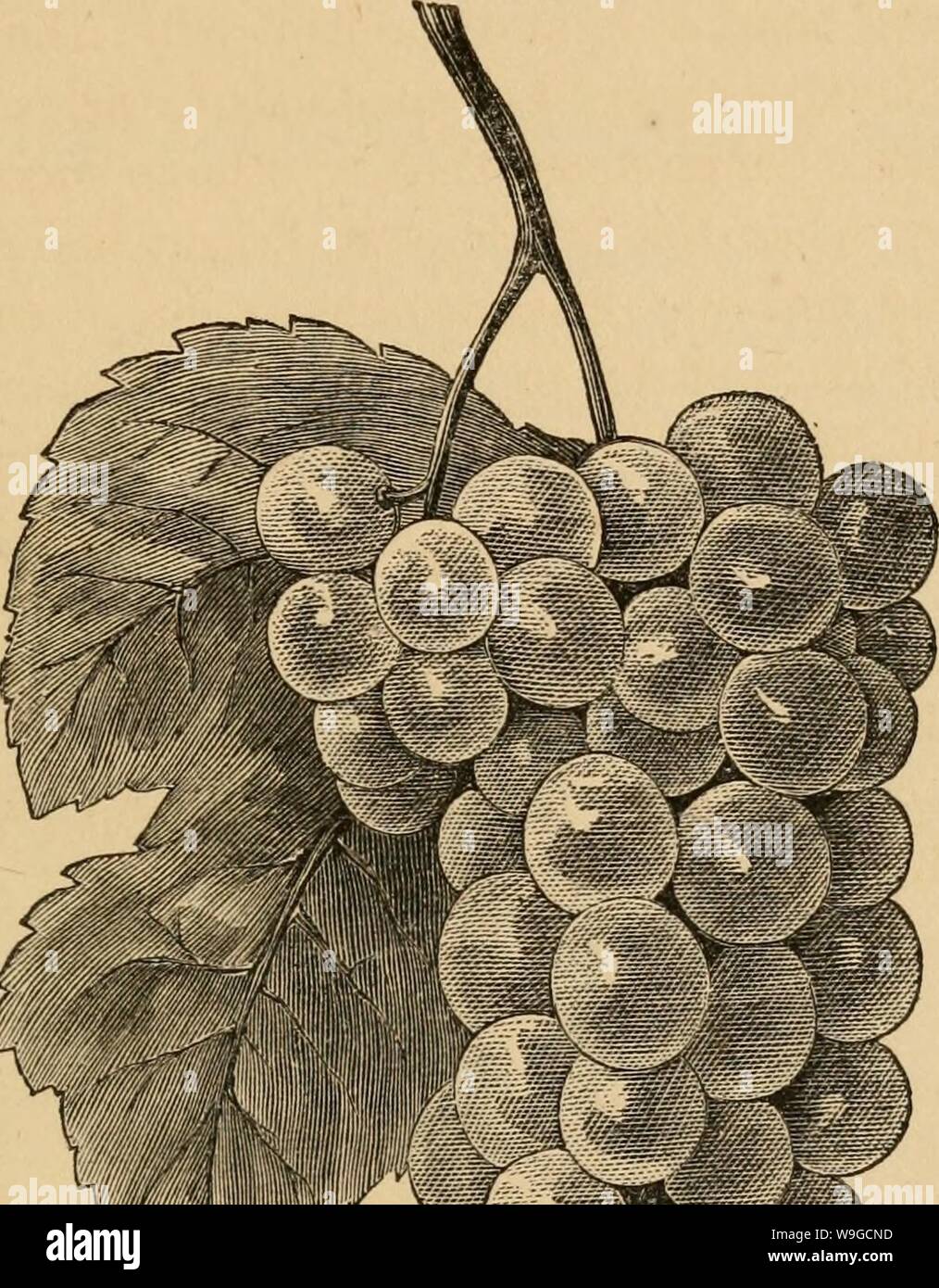 Year 1866 hi-res stock photography and images - Alamy