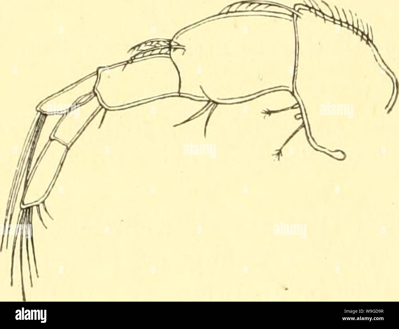 Cumacea hi-res stock photography and images - Alamy